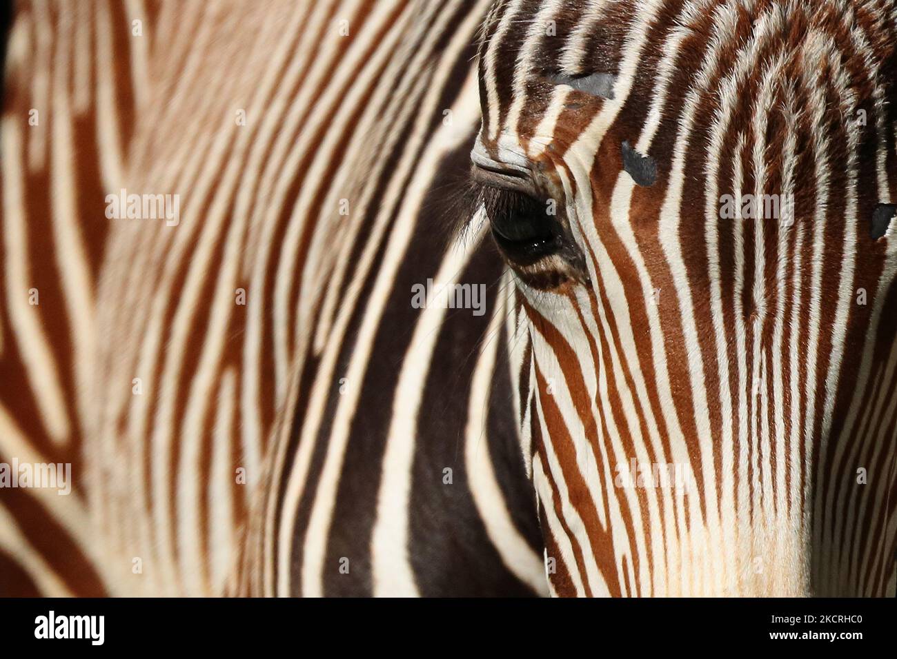An endangered female Grevy's zebra foal named Izara, born in Singapore ...