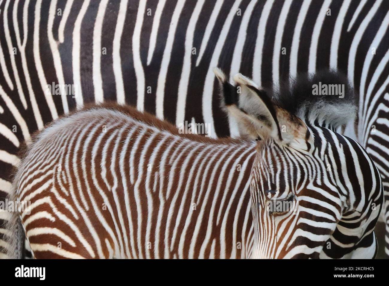 A reddish brown stripes detail of an endangered female Grevy's zebra ...