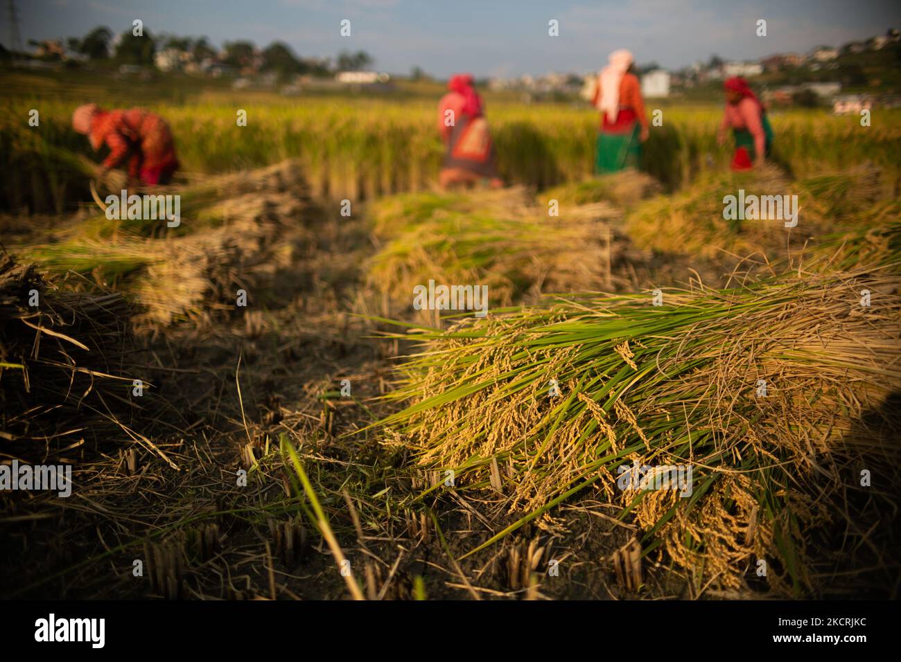 Nepalese farmers harvest rice from paddy fields during harvesting ...