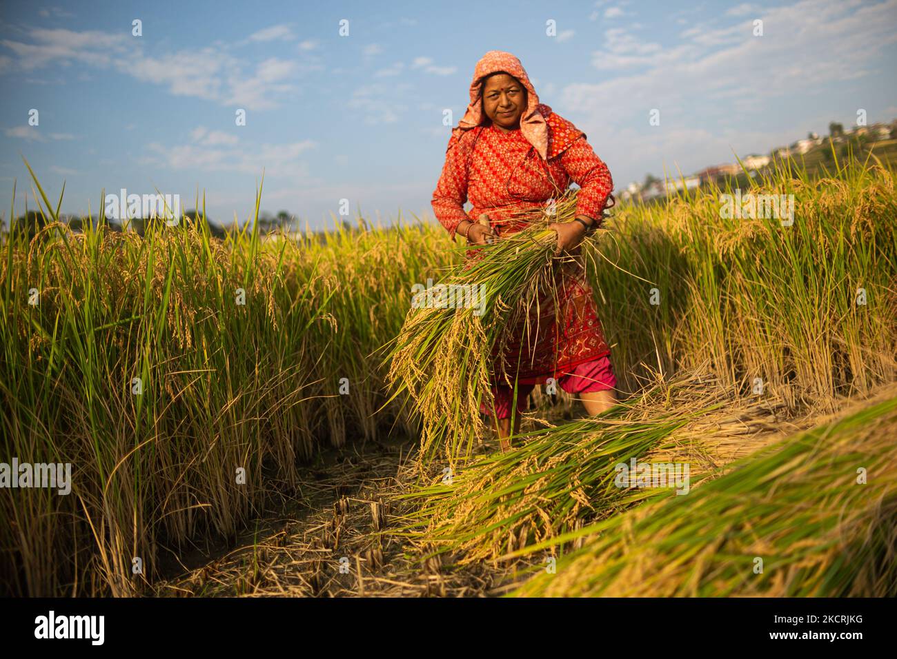 A Nepalese farmer harvest rice from paddy fields during harvesting ...