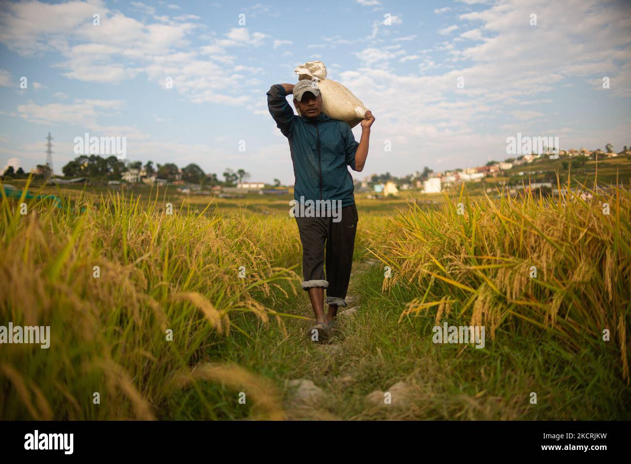 A farmer carries a rice sack from paddy fields during harvesting season ...