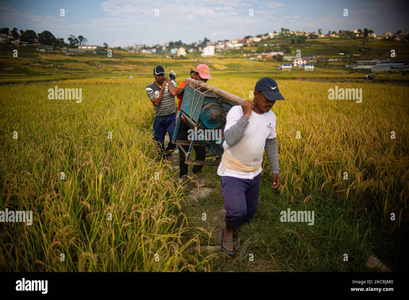 Nepalese farmers carry a harvesting machine to paddy fields during ...