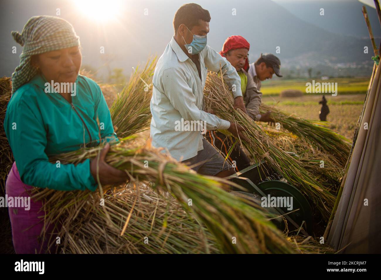 Nepalese farmers harvest rice from paddy fields during harvesting ...
