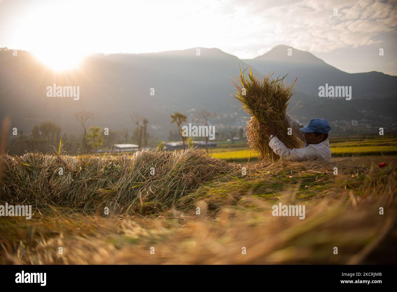A Nepalese farmer works on paddy fields during harvesting season at ...