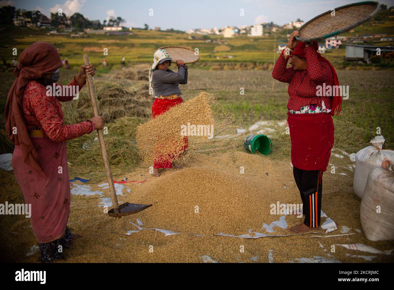 Nepalese farmers harvest rice from paddy fields during harvesting ...