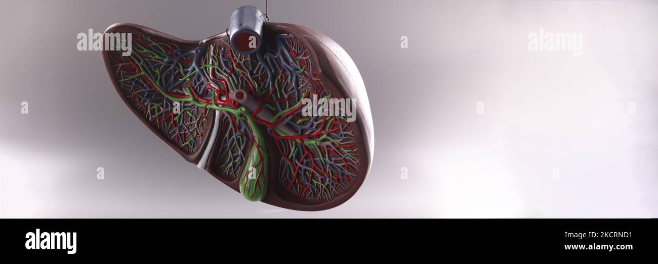 Visual plastic anatomical model of human liver Stock Photo - Alamy