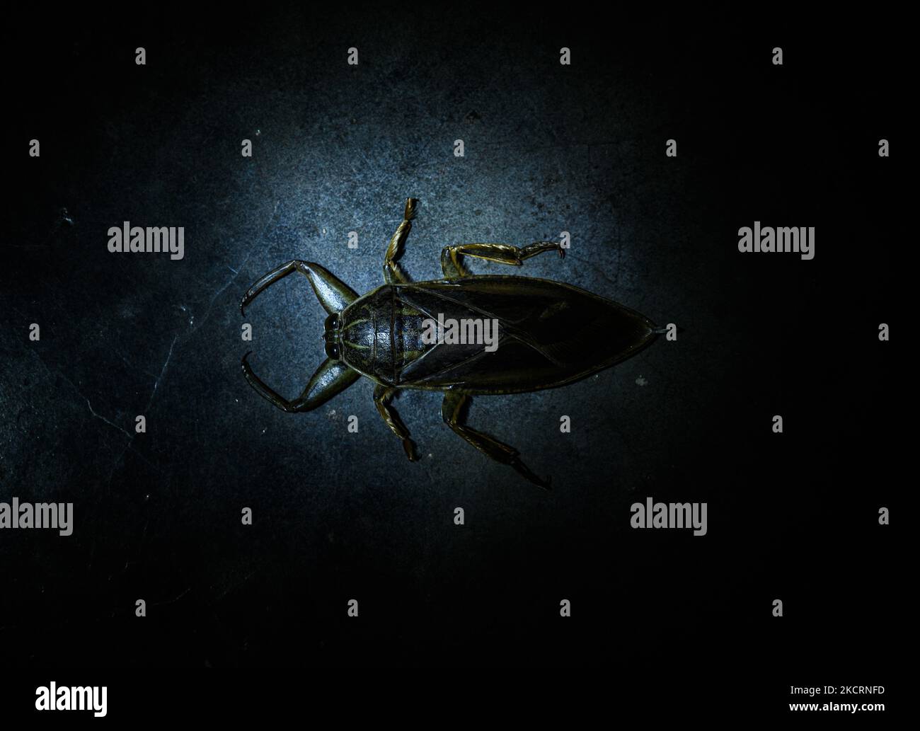 Giant water bug (Lethocerus indicus) or toe-biters is a genus of the ...