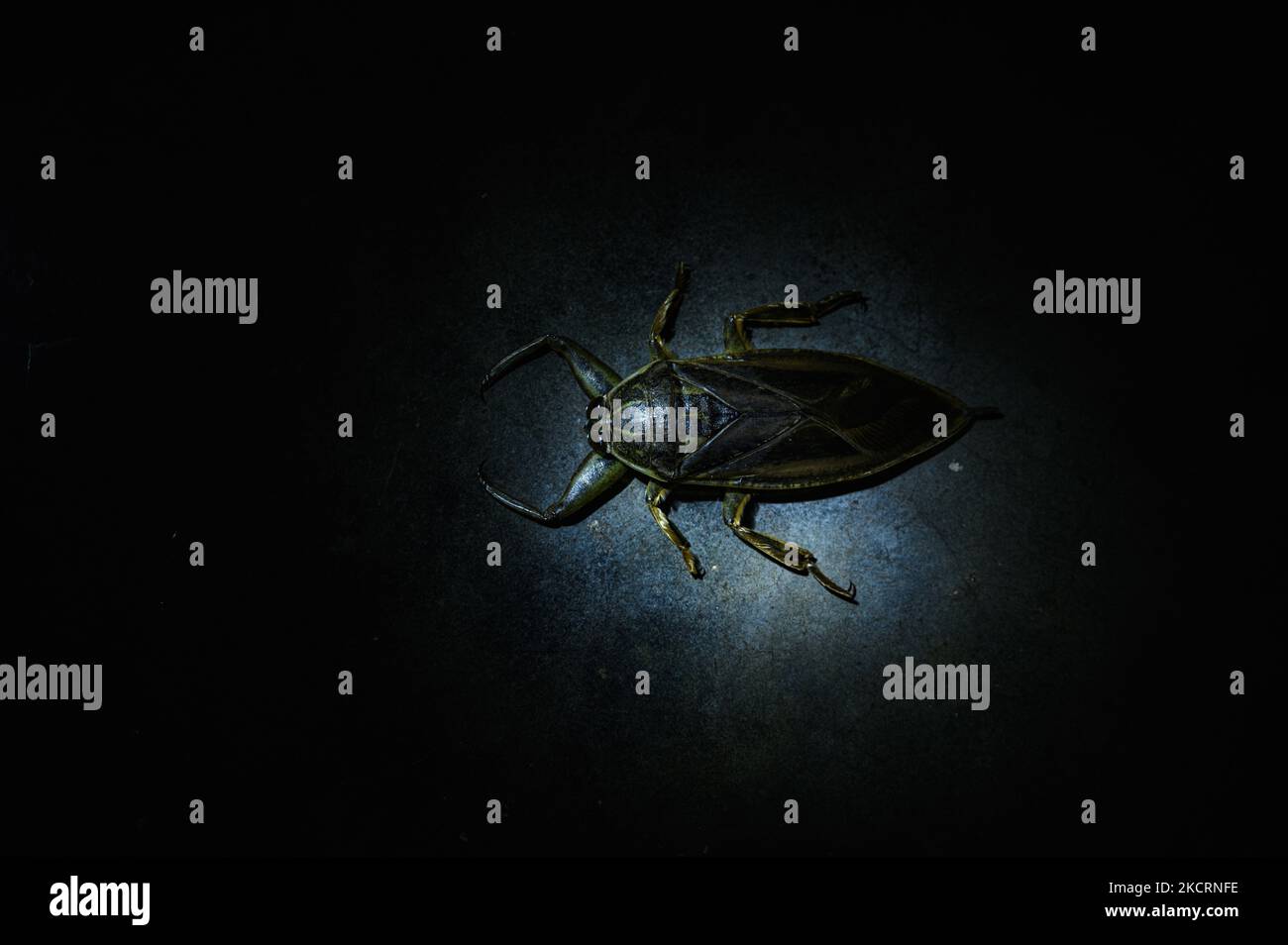 Giant water bug (Lethocerus indicus) or toe-biters is a genus of the ...