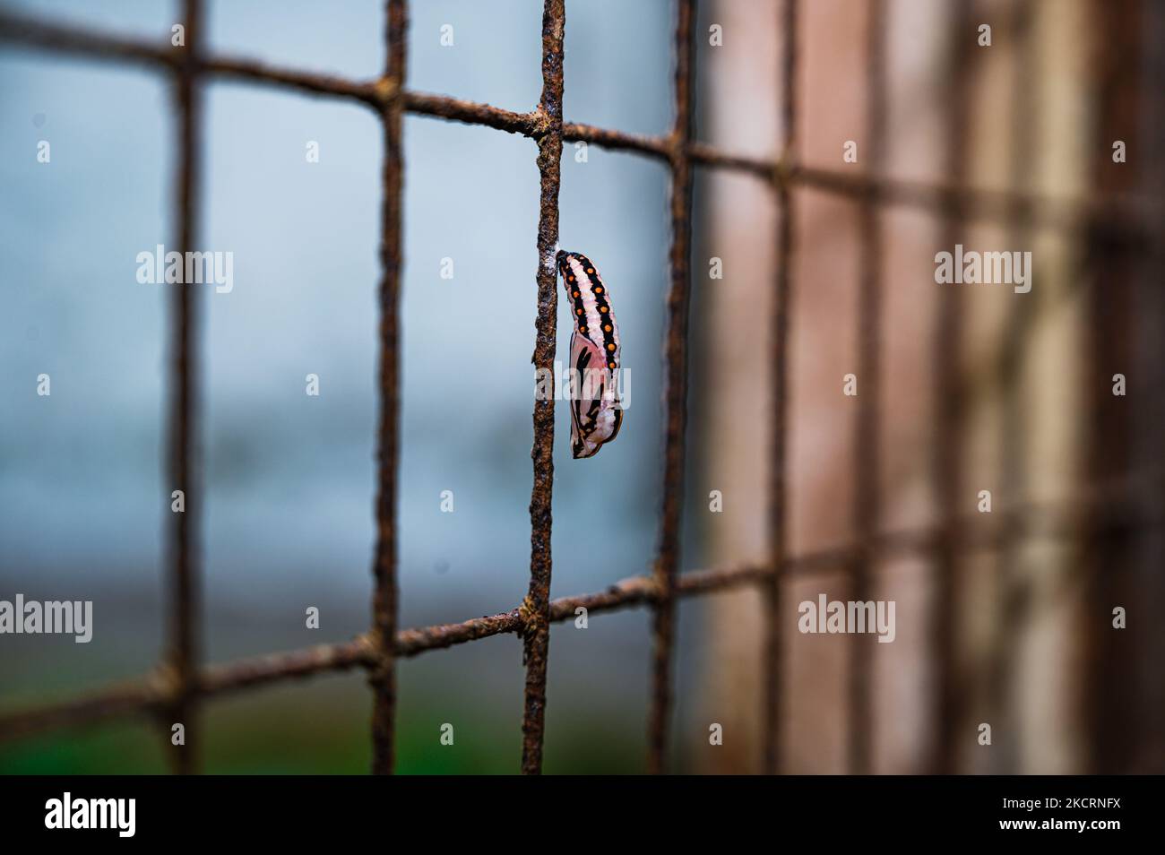 A Tawny Coster (Acraea terpsicore) butterfly caterpillar has been ...
