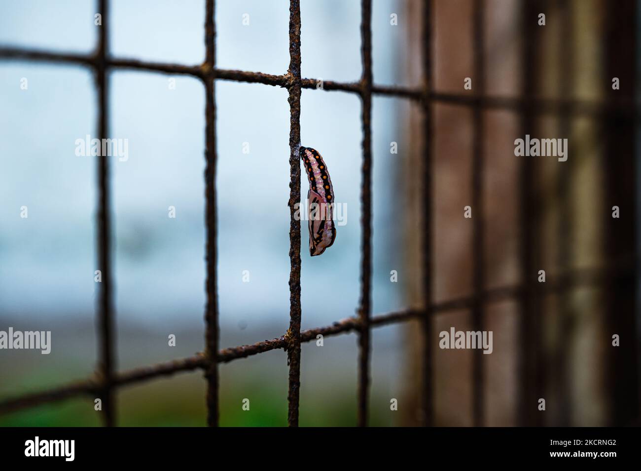 A Tawny Coster (Acraea terpsicore) butterfly caterpillar has been transformed into a pupa in a ...