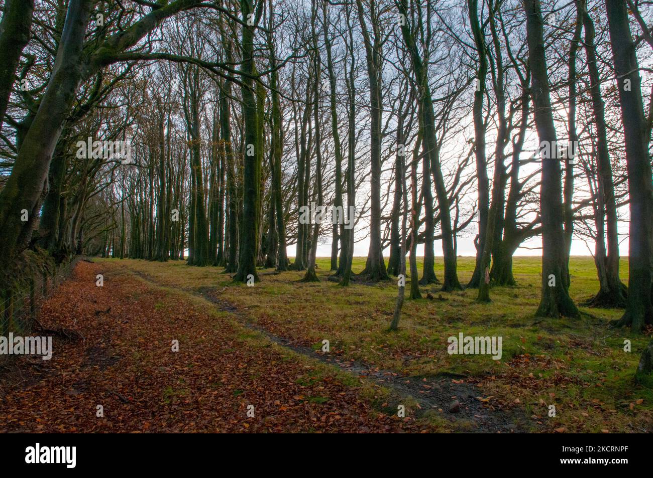Quantocks autumn hi-res stock photography and images - Alamy