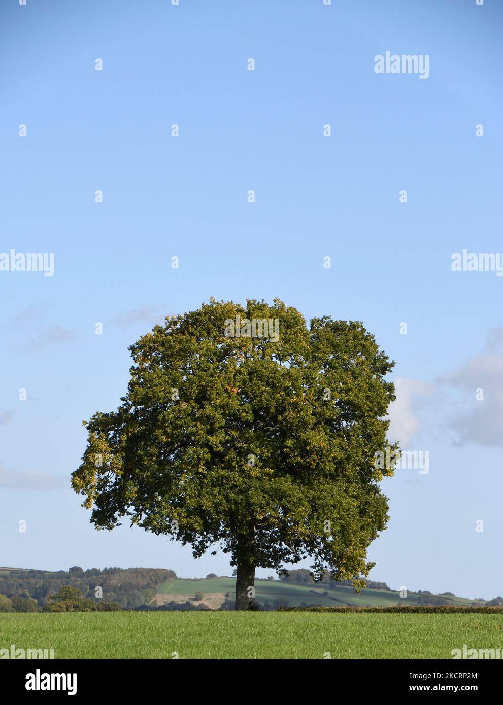 Big oak tree hi-res stock photography and images - Alamy