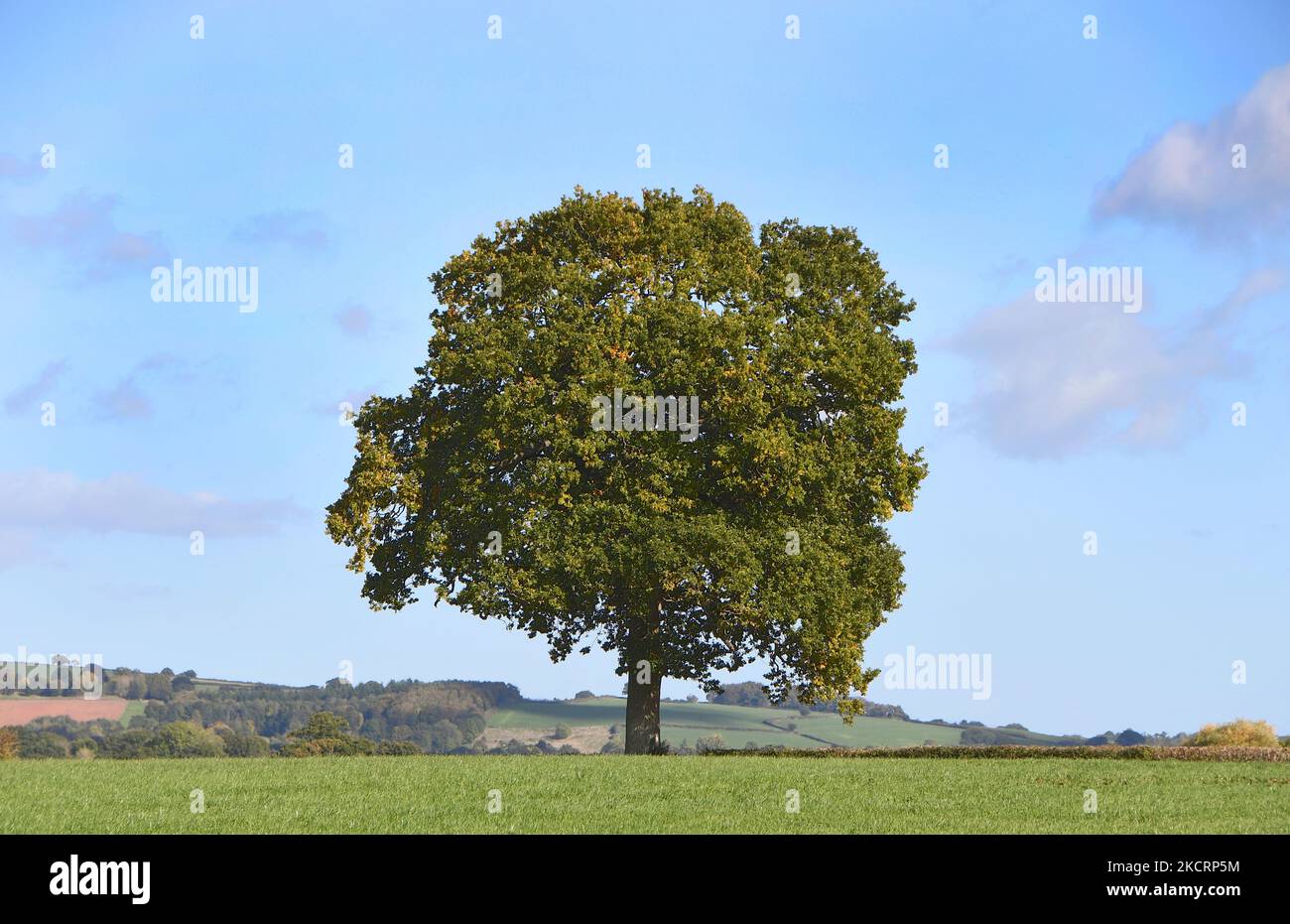 An old oak tree hi-res stock photography and images - Alamy