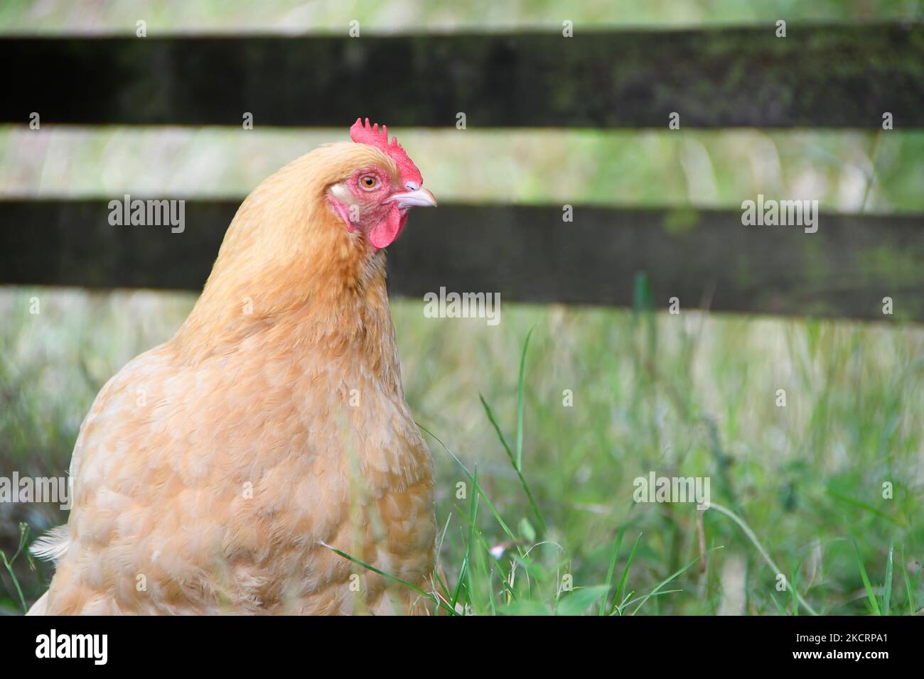 Freerange chicken chicken hi-res stock photography and images - Alamy
