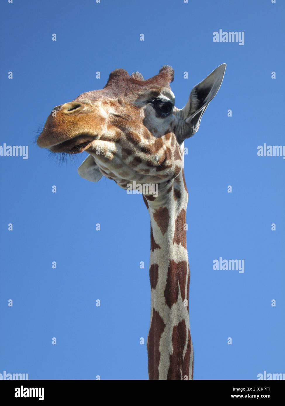 Giraffe looking up at taller giraffe hi-res stock photography and ...