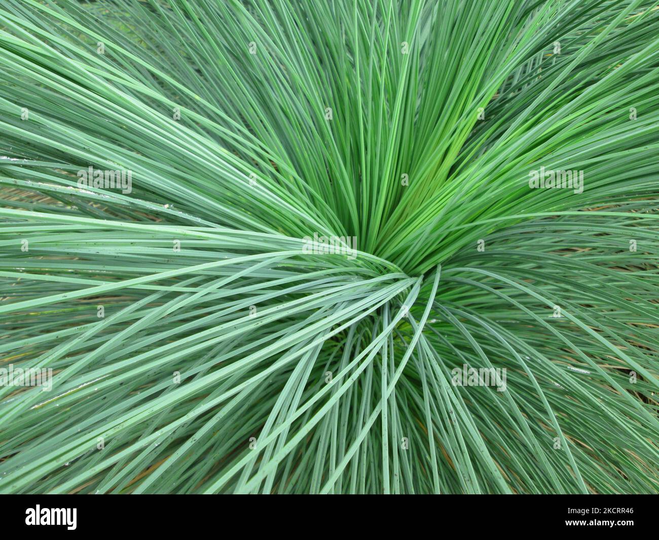 Long green grass blades hi-res stock photography and images - Alamy