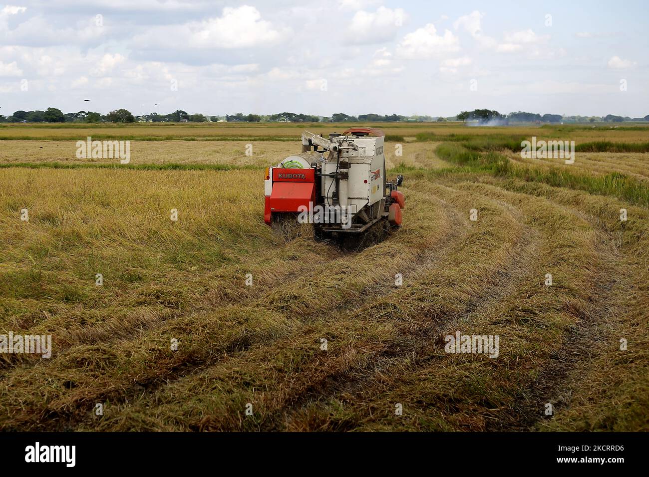 Farmers harvest rice with a reaping machine at a paddy field on the ...