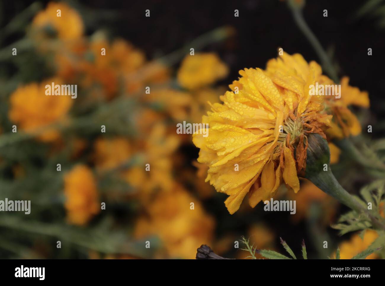 Sale of flor de cempasuchil begins in tlahuac hi-res stock photography ...