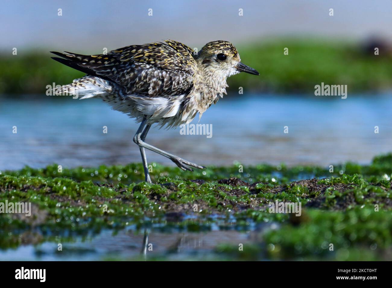 Pacific golden plover standing on rock. brown bird. stunning bird. bird ...