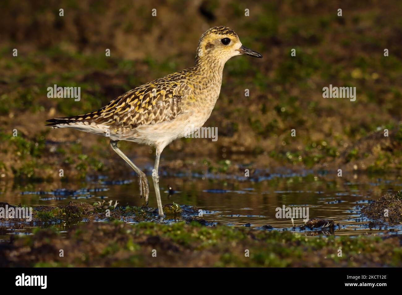 Pacific golden plover standing on rock. brown bird. stunning bird. bird ...