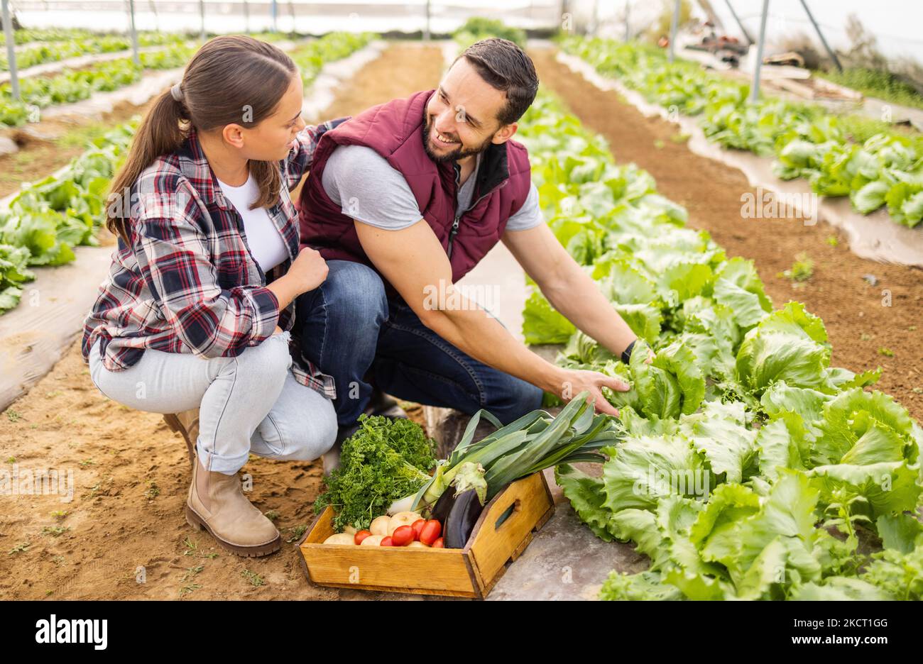 Love, farmer and couple farming vegetables, natural healthy food and ...