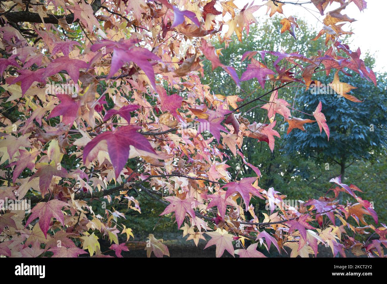 Autumn in metropolitan city of Venice park where trees show beautiful ...