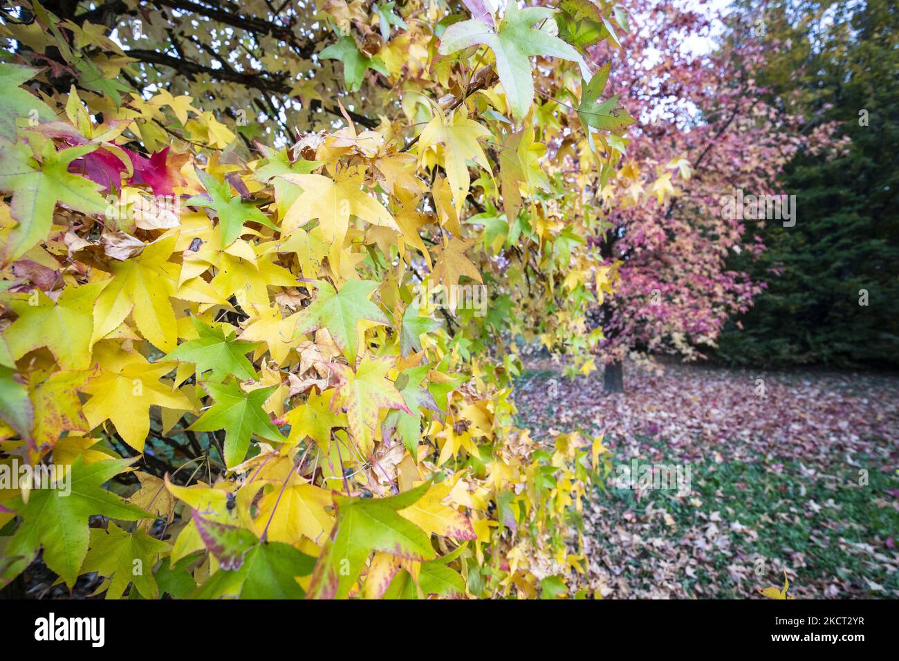 Autumn in metropolitan city of Venice park where trees show beautiful ...