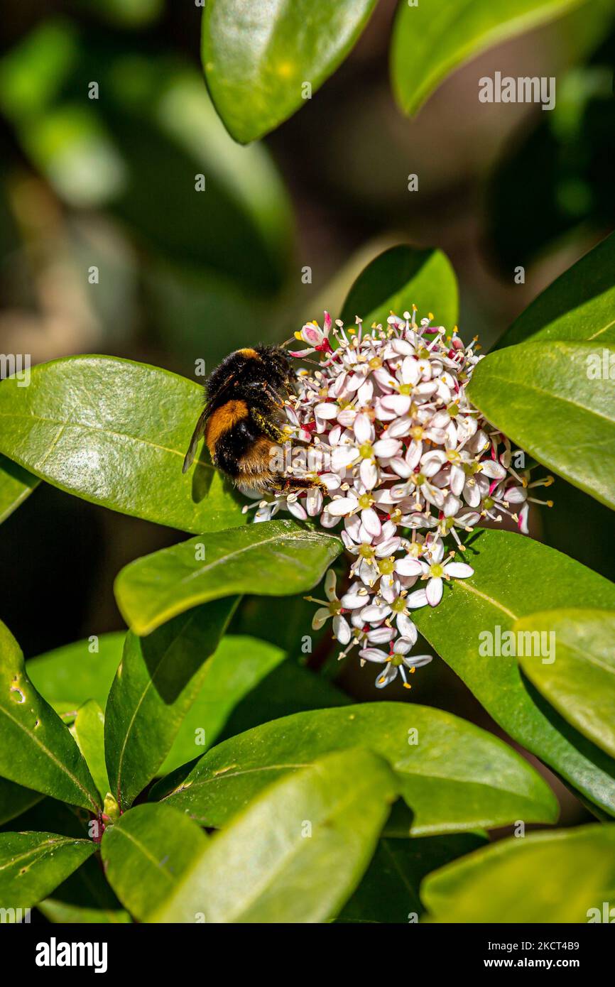 A bee collecting pollen from a Skimmia Japonica shrub in springtime ...