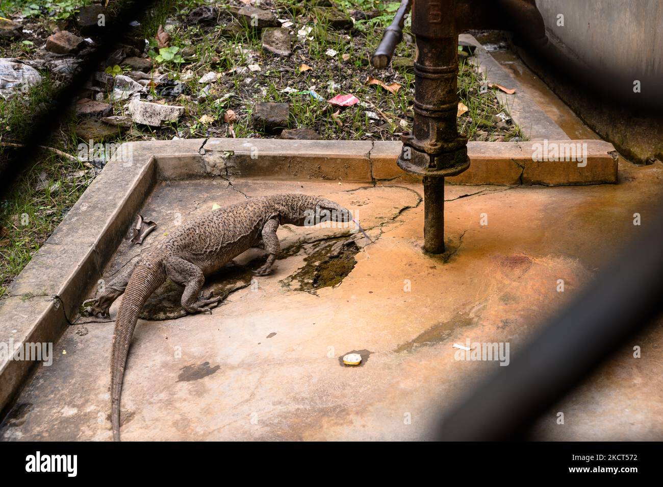 A wild Bengal monitor lizard (Varanus bengalensis) is entering the ...