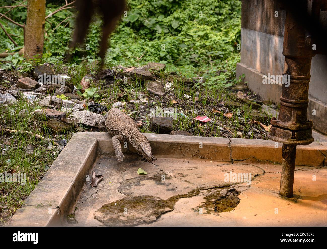 A wild Bengal monitor lizard (Varanus bengalensis) is entering the ...