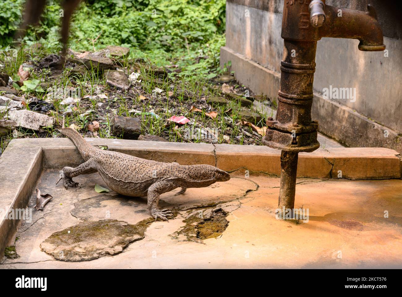 A wild Bengal monitor lizard (Varanus bengalensis) is entering the ...