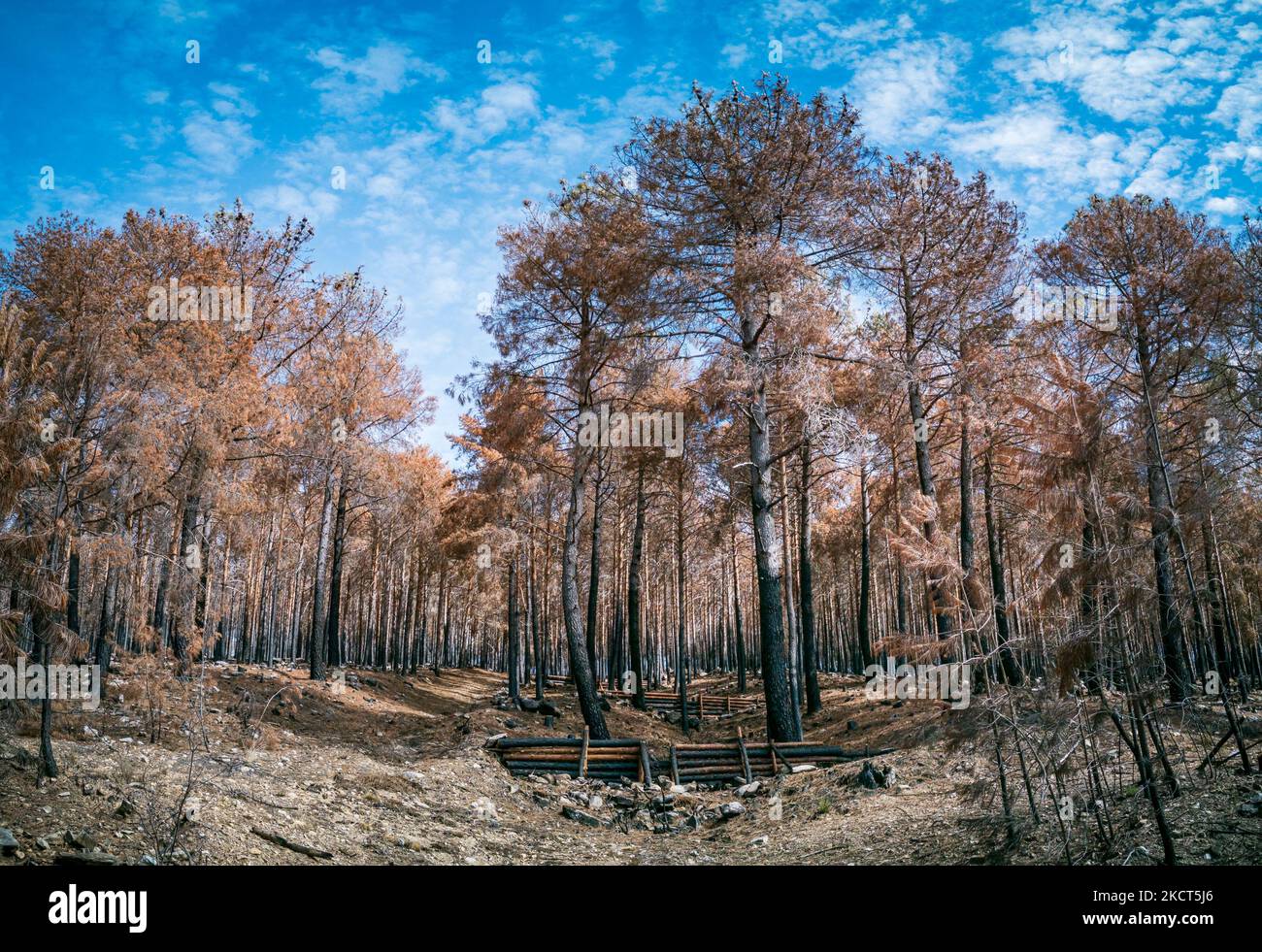 Burnt pine tree forest with wooden dams Stock Photo - Alamy