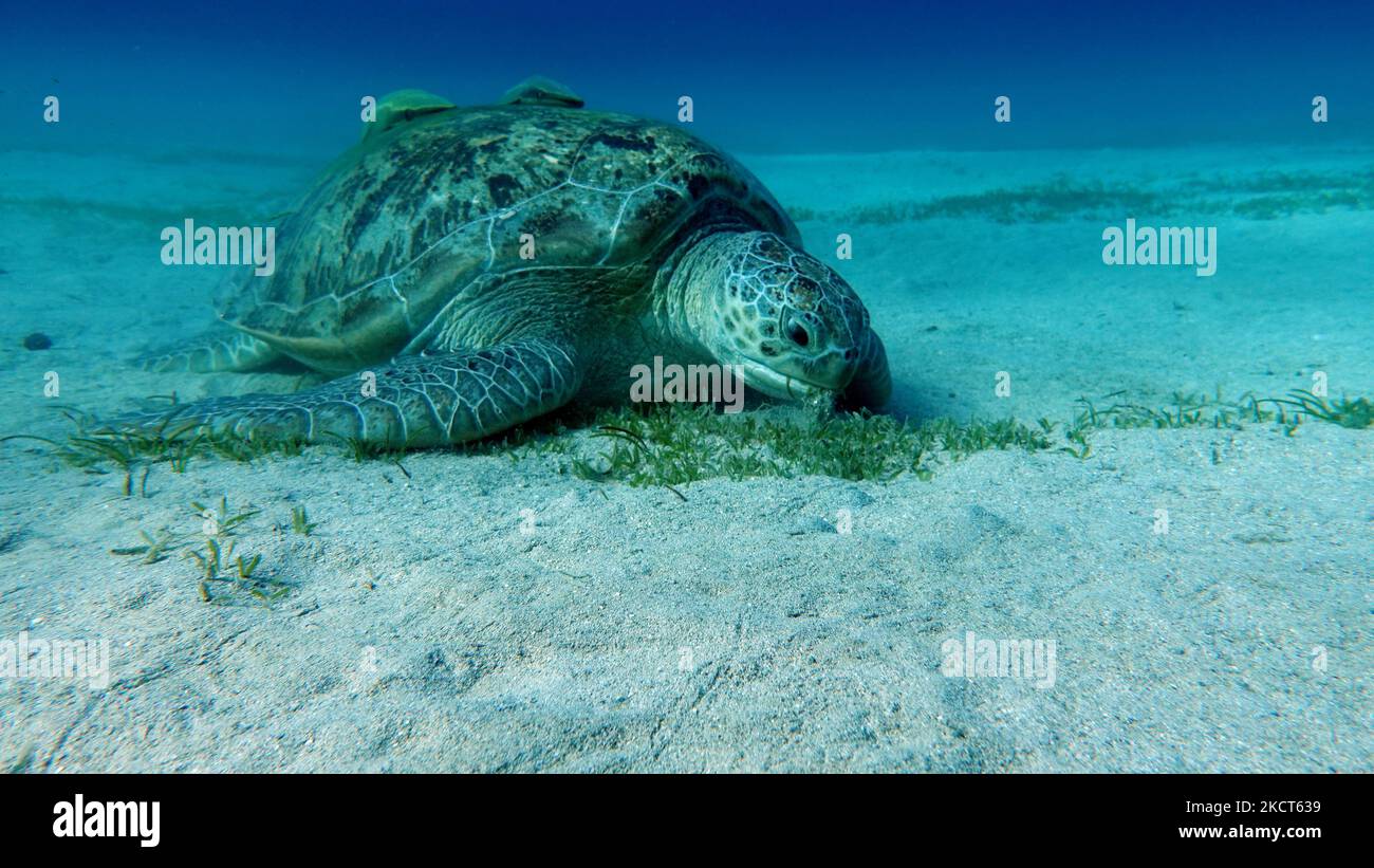 Big Green turtle on the reefs of the Red Sea Stock Photo - Alamy