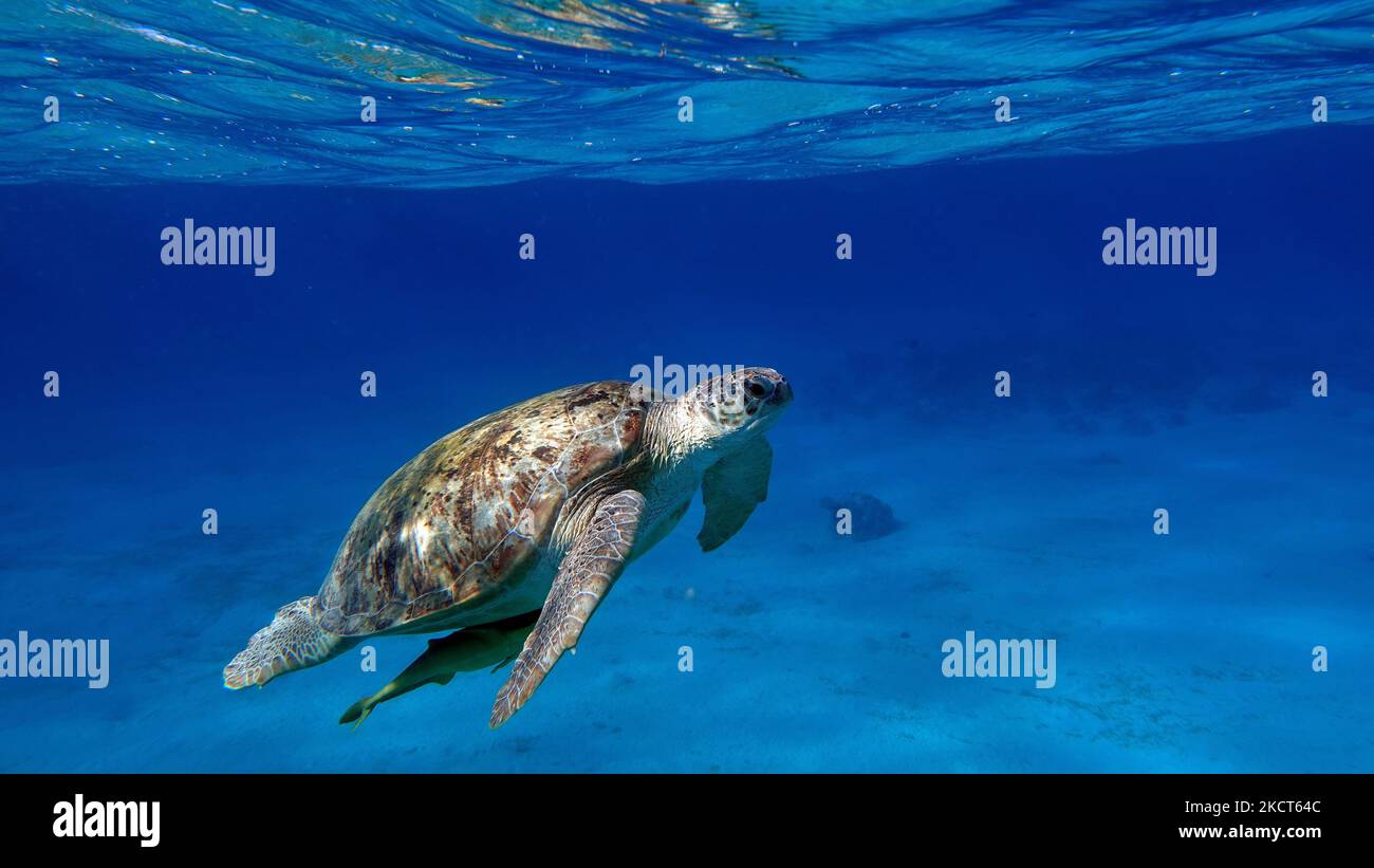 Big Green turtle on the reefs of the Red Sea Stock Photo - Alamy