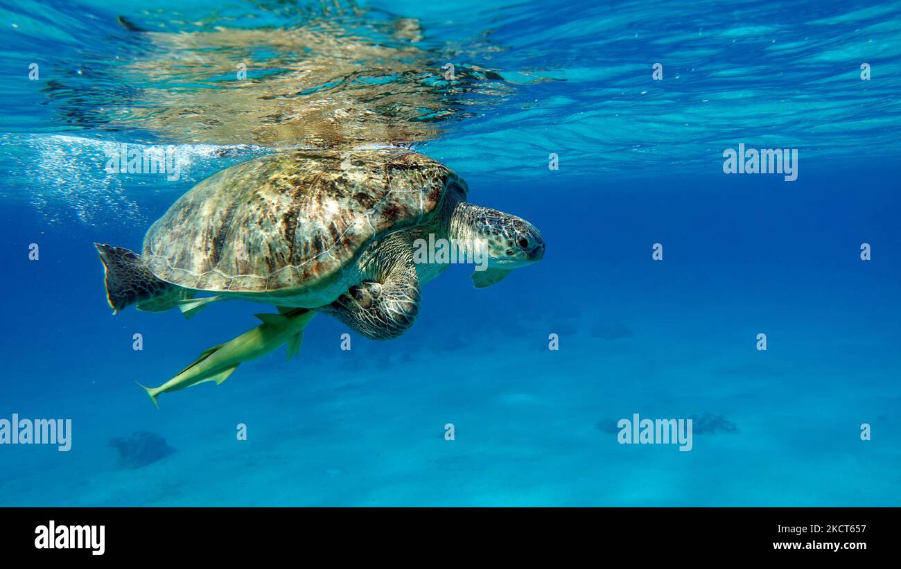 Big Green turtle on the reefs of the Red Sea Stock Photo - Alamy