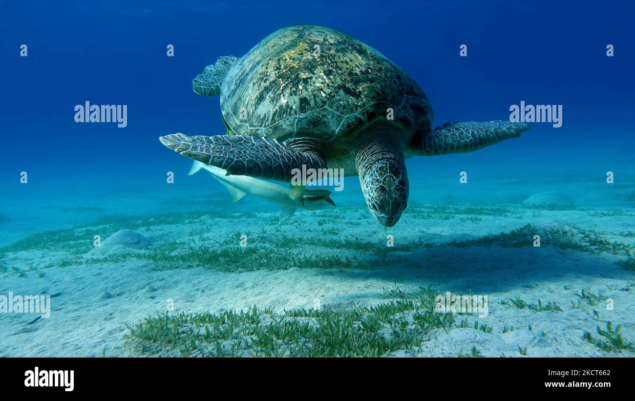 Big Green turtle on the reefs of the Red Sea Stock Photo - Alamy