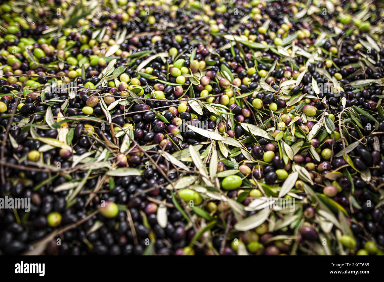Olives harvested in nets for oil production, Ofena, in the province of ...