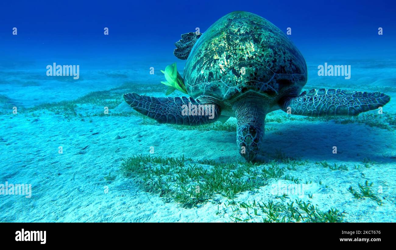 Big Green turtle on the reefs of the Red Sea Stock Photo - Alamy