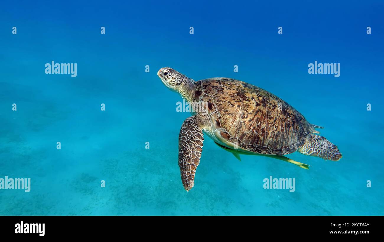 Big Green turtle on the reefs of the Red Sea Stock Photo - Alamy