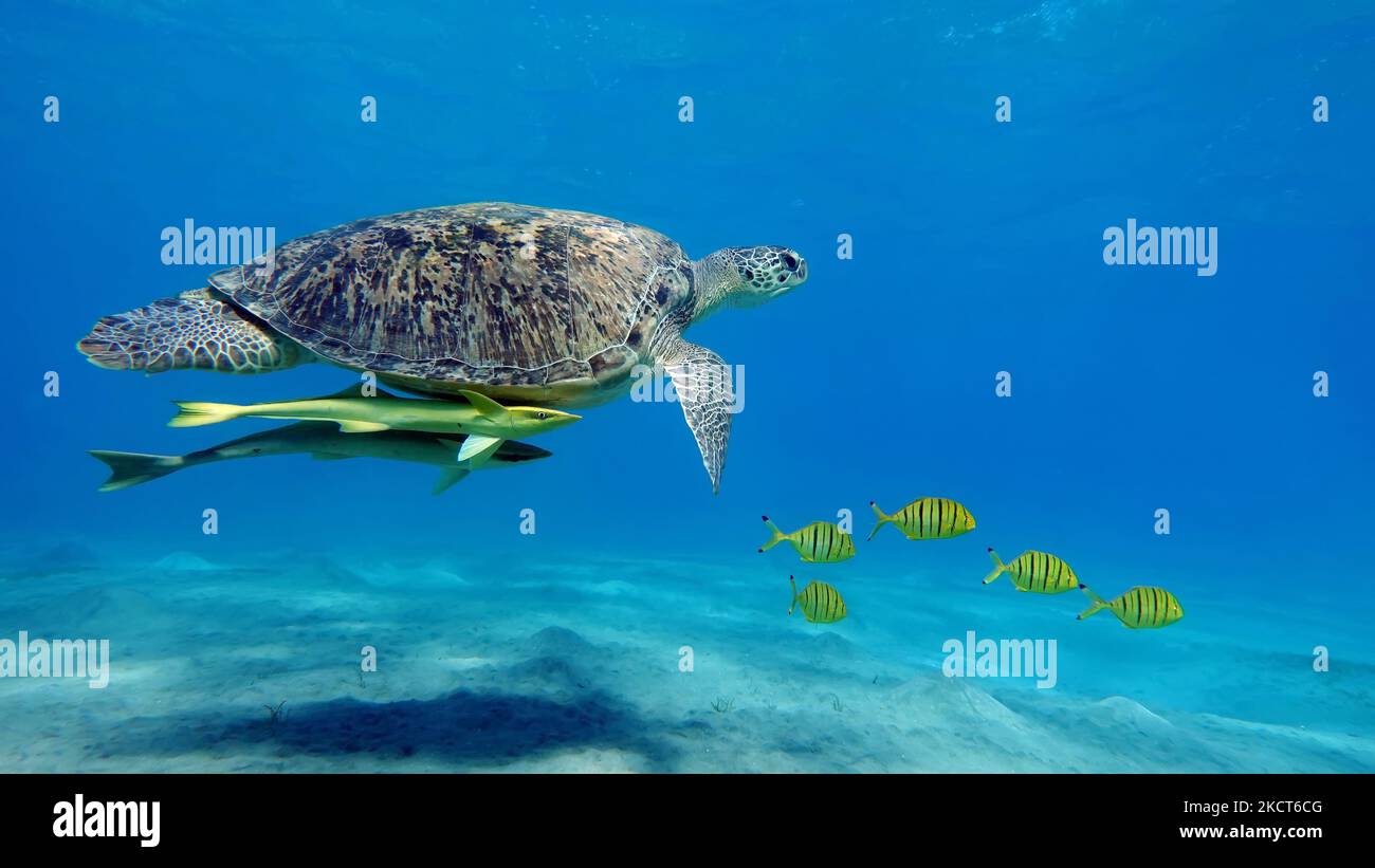 Big Green turtle on the reefs of the Red Sea Stock Photo - Alamy
