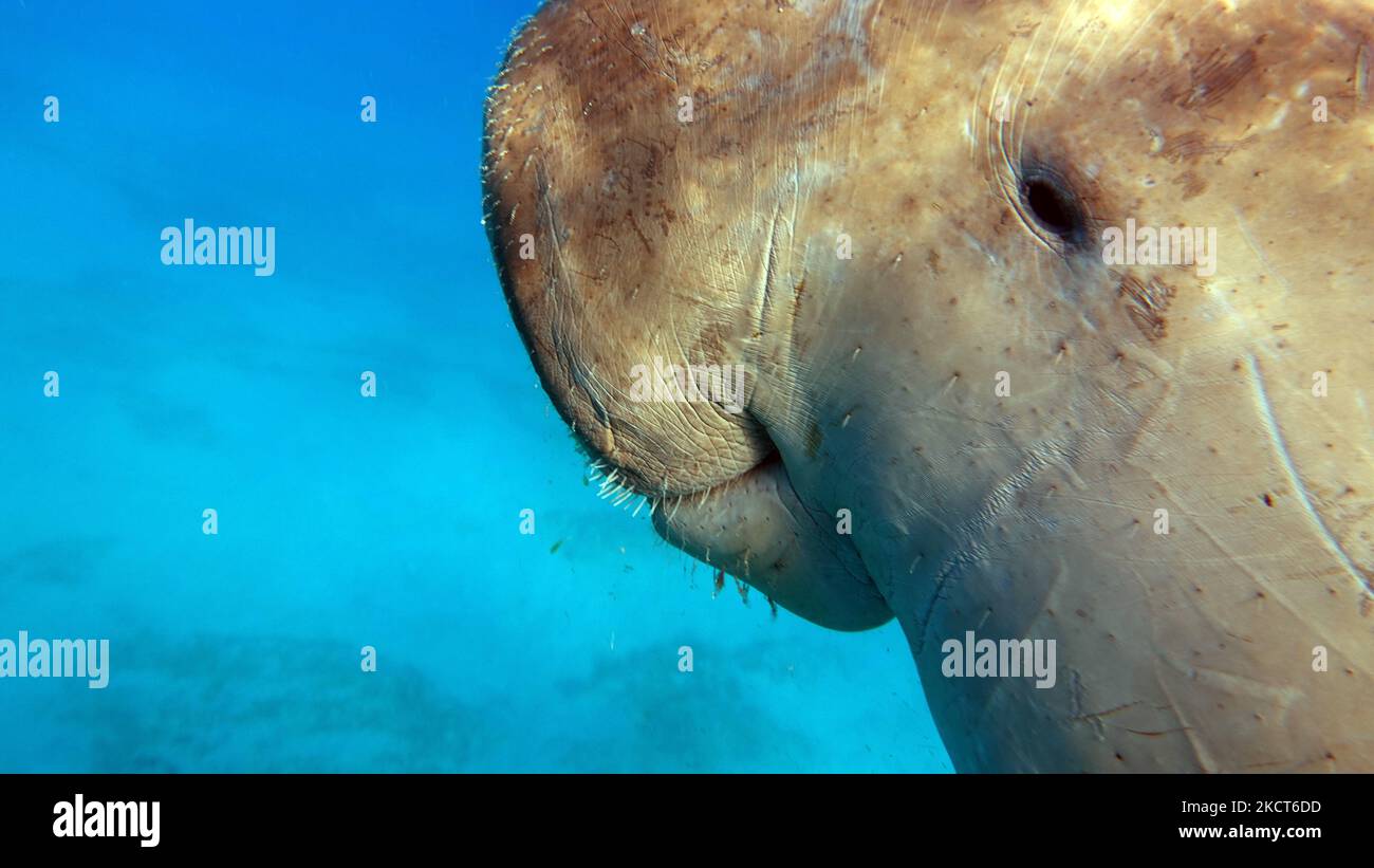 Dugong. Baby dugong from the bay of Mars Mubarak Dugongo. Sea Cow in ...