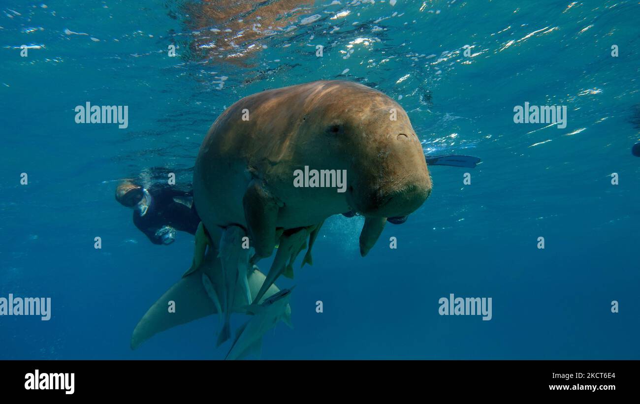 Baby dugong hi-res stock photography and images - Alamy