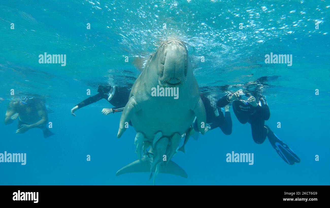 Dugong. Baby dugong from the bay of Mars Mubarak Dugongo. Sea Cow in ...