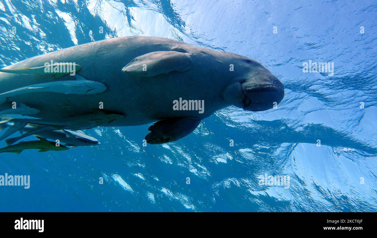 Dugong. Baby dugong from the bay of Mars Mubarak Dugongo. Sea Cow in ...