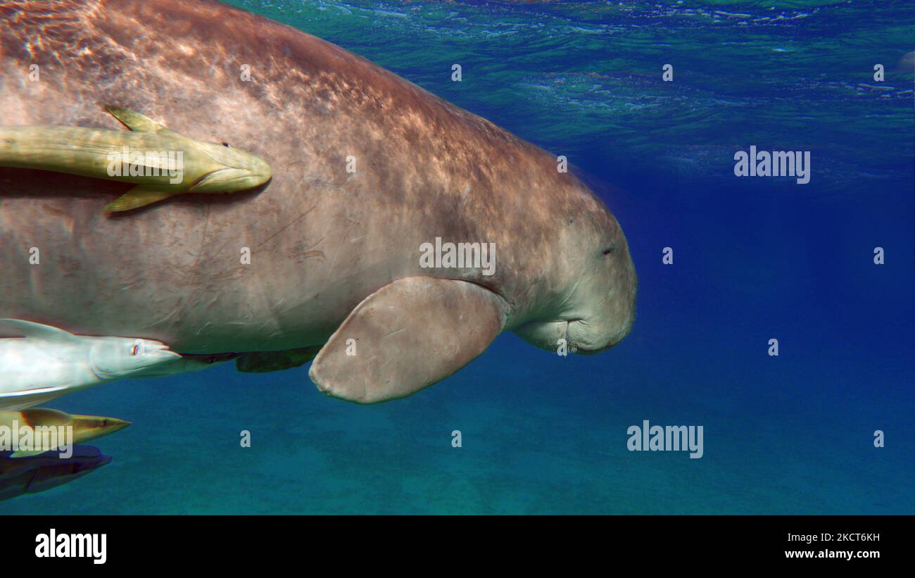 Dugong. Baby dugong from the bay of Mars Mubarak Dugongo. Sea Cow in ...