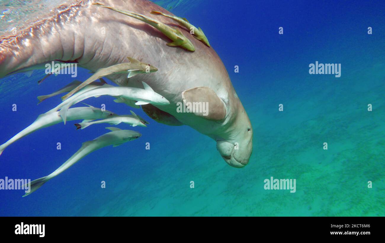 Dugong. Baby dugong from the bay of Mars Mubarak Dugongo. Sea Cow in ...