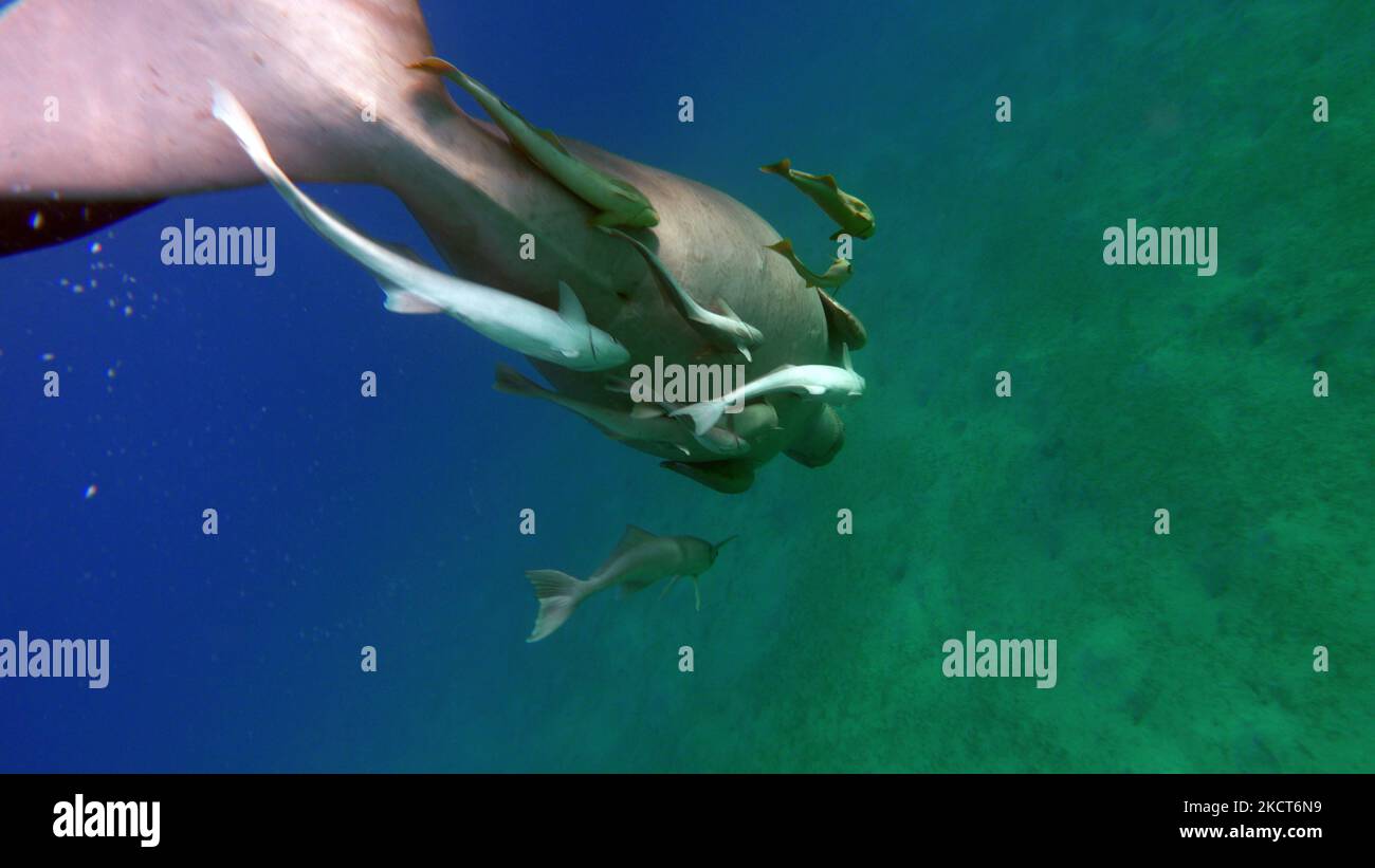 Dugong. Baby dugong from the bay of Mars Mubarak Dugongo. Sea Cow in ...