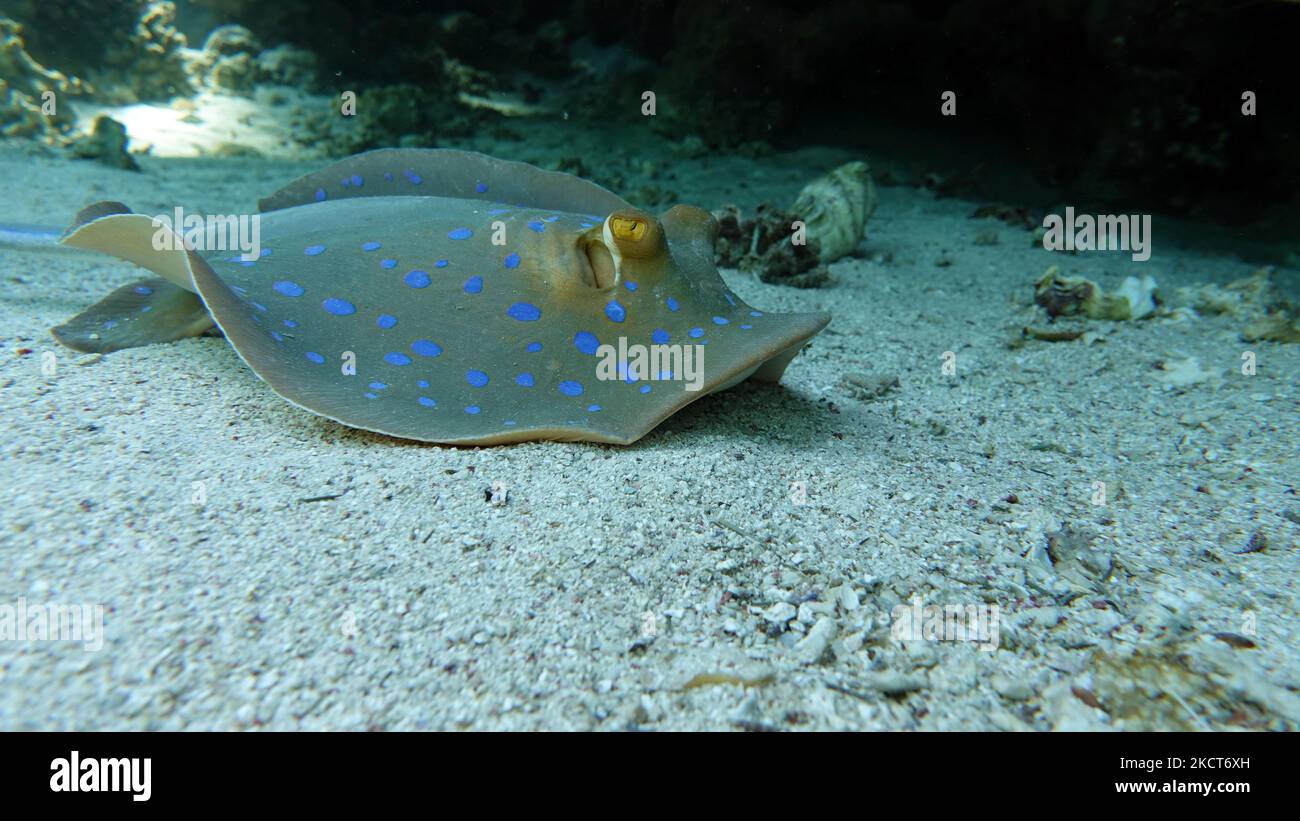 Stingrays - Batoidea Taeniura lymma. Stingray Family, Spotted Stingrays ...