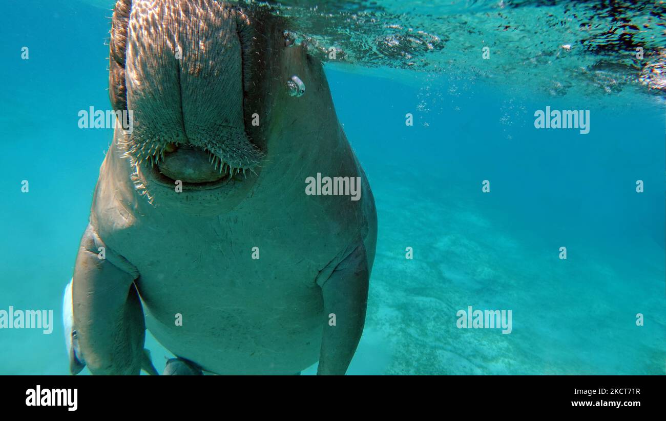 Dugong. Baby dugong from the bay of Mars Mubarak Dugongo. Sea Cow in ...