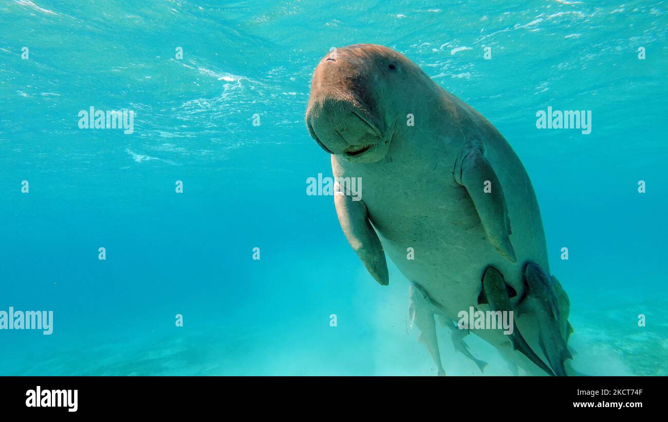 Baby dugong hi-res stock photography and images - Alamy